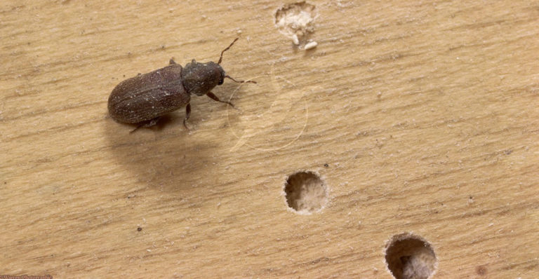 WOOD BORER & PIN HOLERS CONTROL | Pest Control & Co.